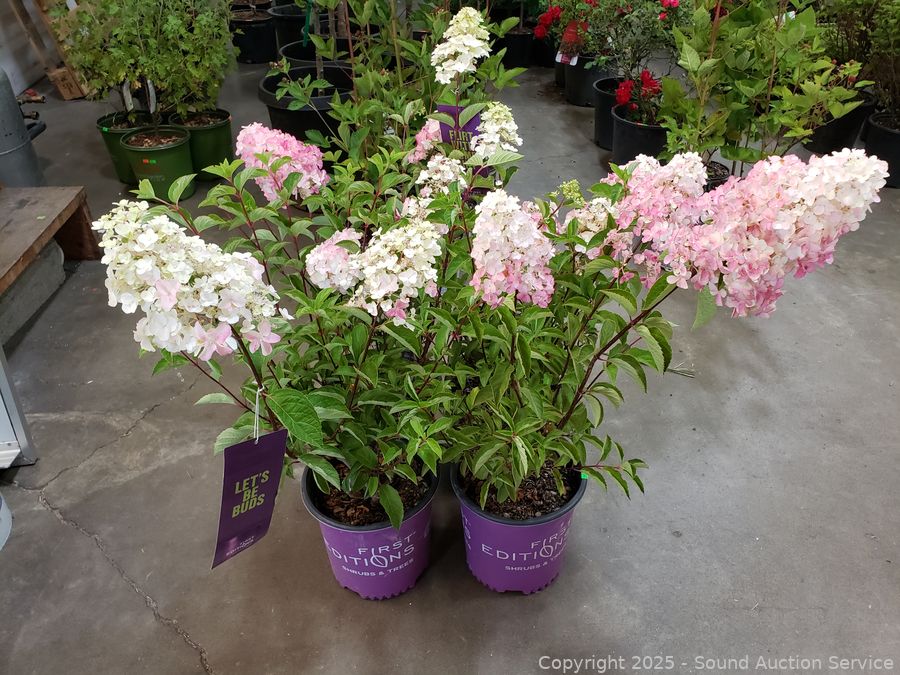 Sound Auction Service - Auction: 08/19/25 SAS Nursery Plants, Gold ...